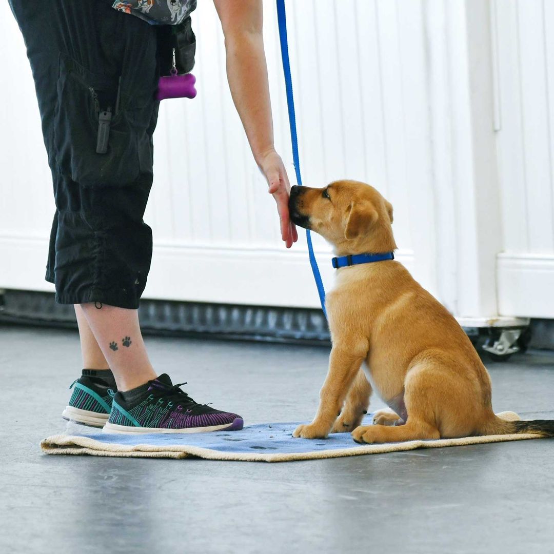 Programs & Services | Cochrane & Area Humane Society