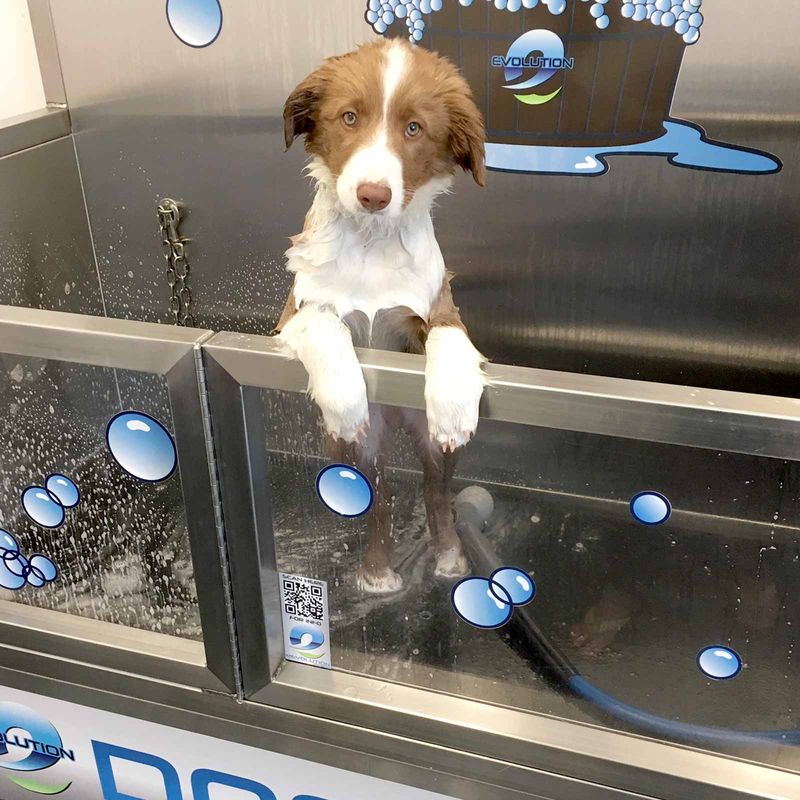 Programs & Services | Cochrane & Area Humane Society