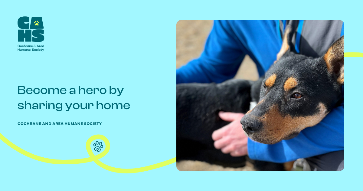 Benefits of Fostering Animals | Cochrane & Area Humane Society