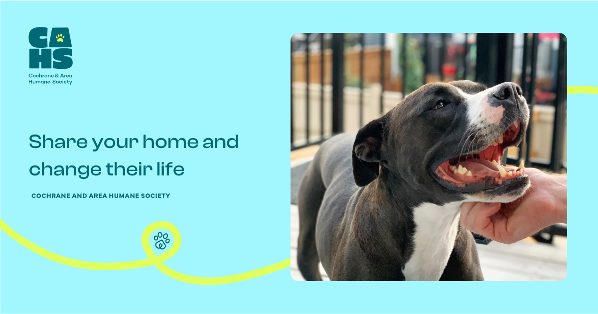 Fostering with Cochrane Humane