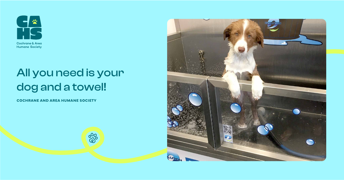 Self-Serve Dog Wash | Cochrane & Area Humane Society