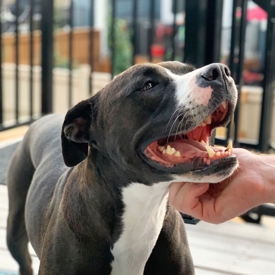 Fostering with Cochrane Humane