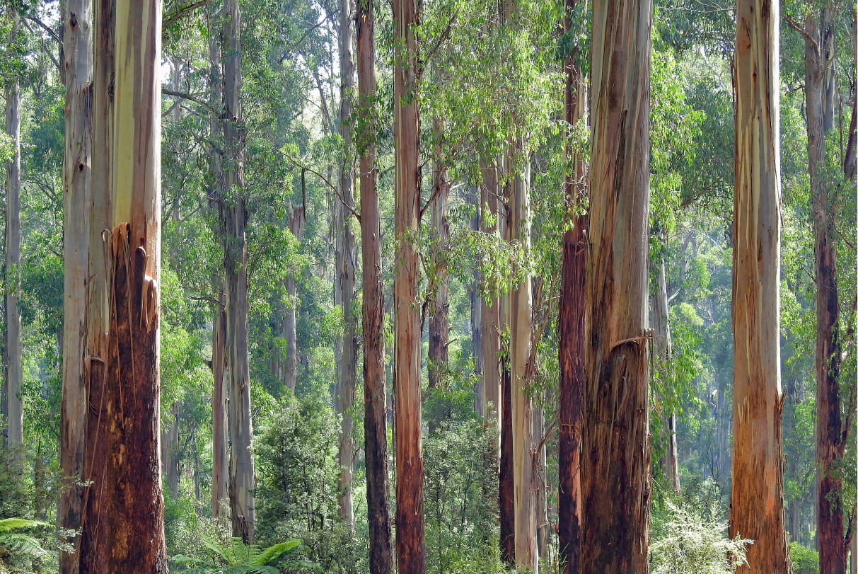 TreeCoin — Eucalyptus Trees: A Sustainable Option for Carbon ...