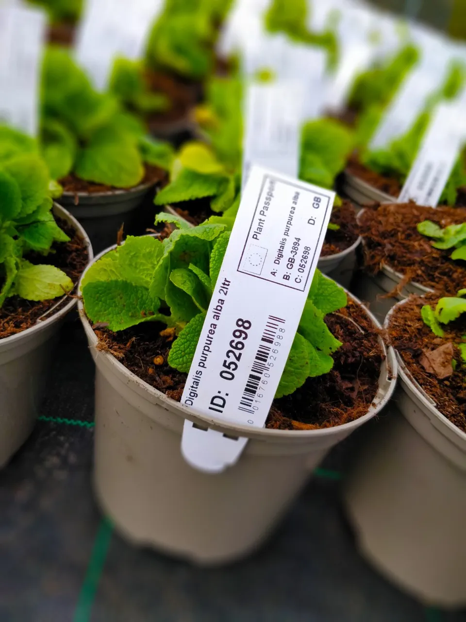Horticulture Labeling Solutions | Durable Tags by Bluepoint