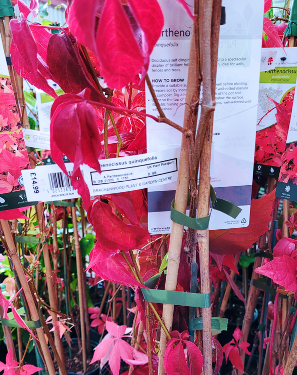 Horticulture Labeling Solutions | Durable Tags by Bluepoint