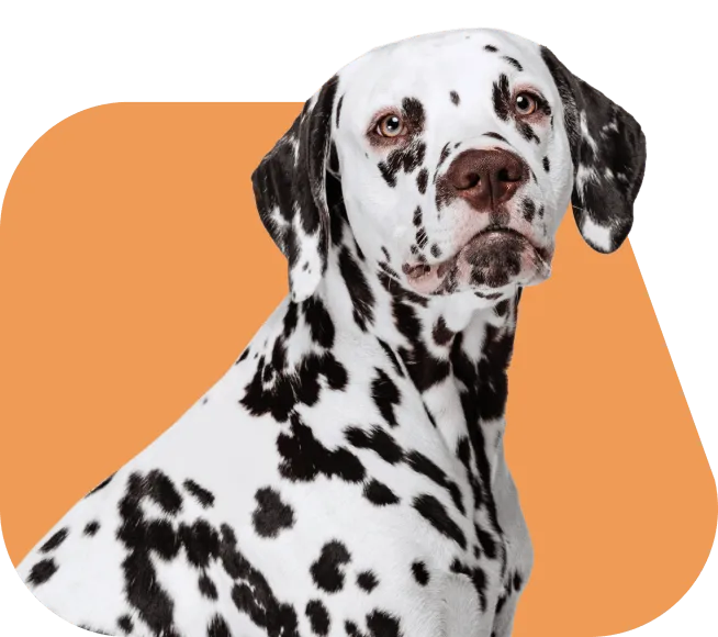 Animal Welfare Experts | Novus Vet