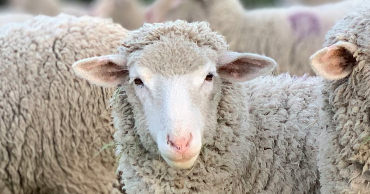 What is RWS Wool? Soft Yet Sustainably Certified · Greener Wisdom