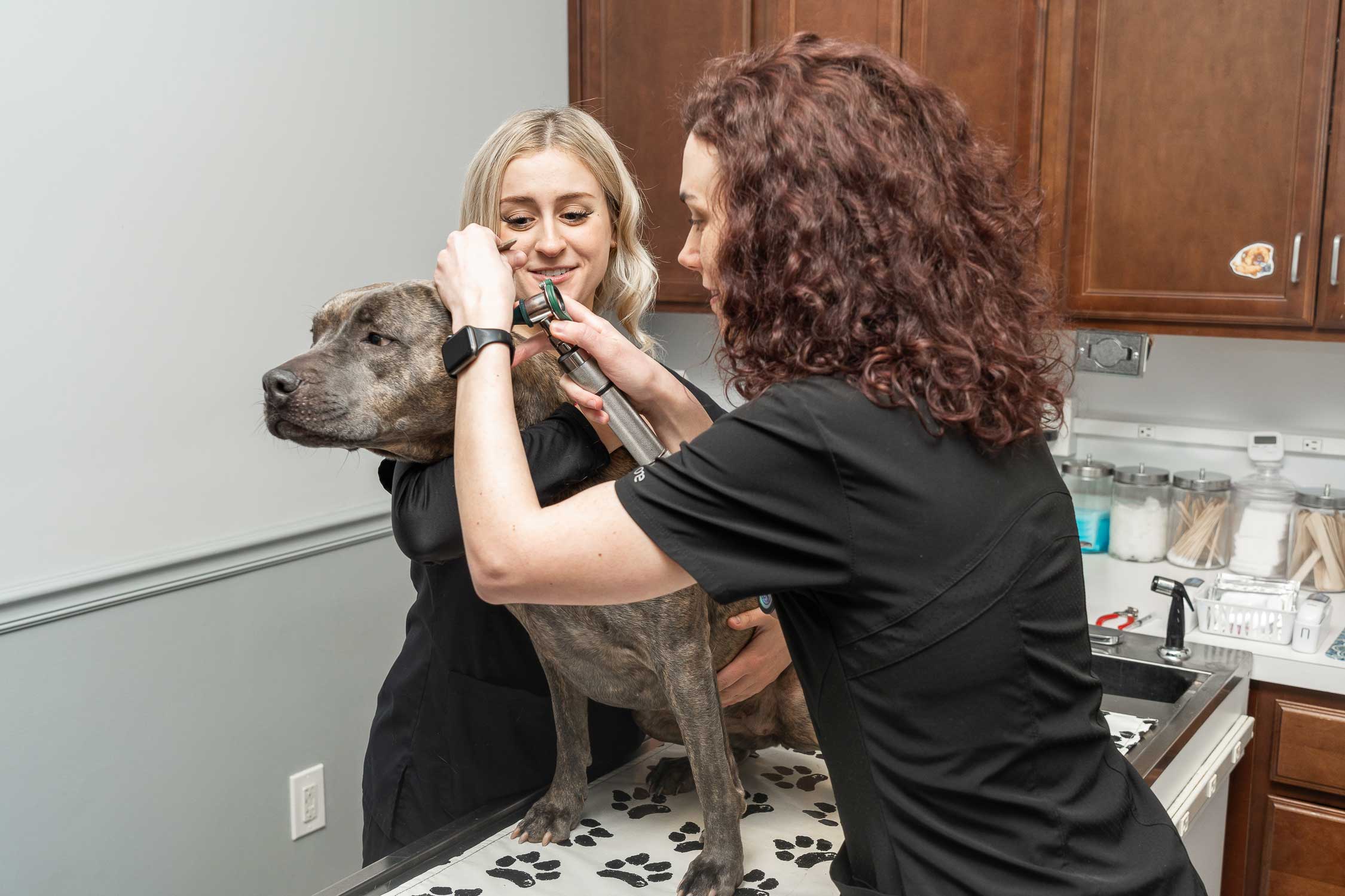 Swift & Expert Primary Care Services at Express Vets in Canton, GA: Your Pet's Path to Quick ...