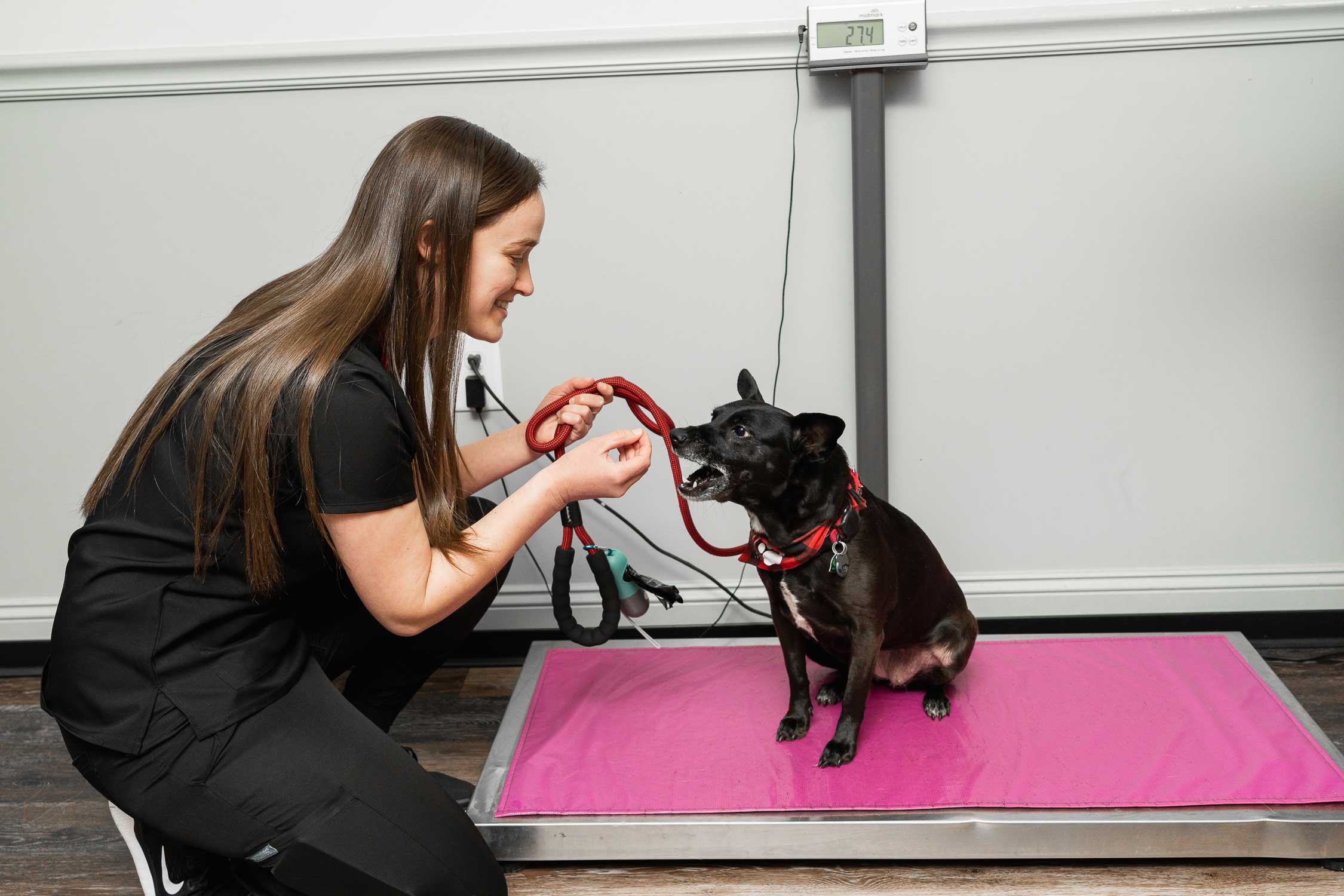 Quick & Expert Pet Dermatology Care at Express Vets in Canton, GA: Your Pet's Path to Healthier ...