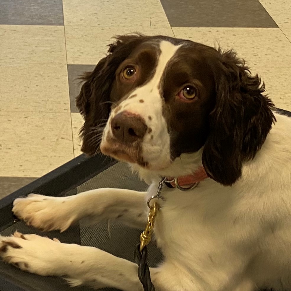 Customized Dog Training in Grand Rapids | Kim's K9