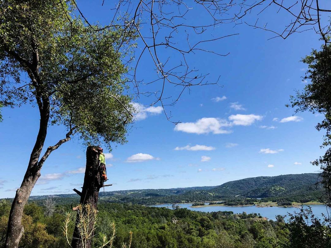 Tree Pro Tree Service Inc.