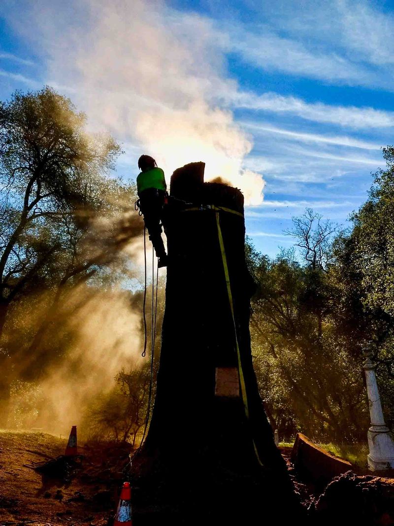 Tree Pro Tree Service Inc.