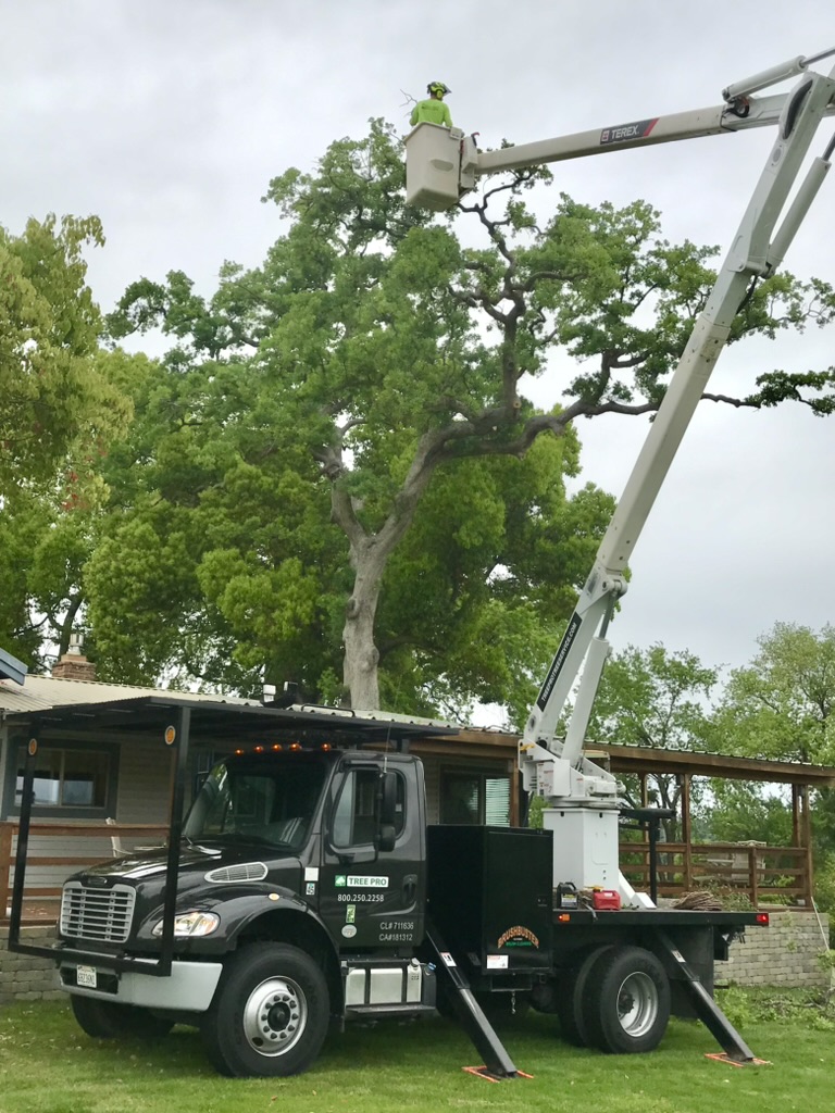 Tree Trimming