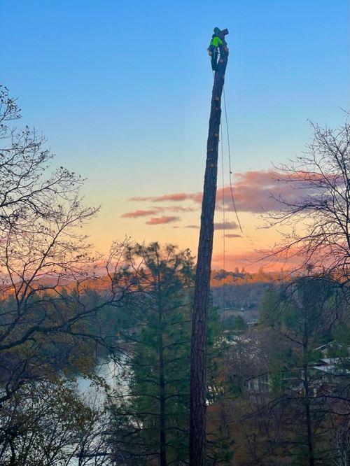 Tree Pro Tree Service Inc.