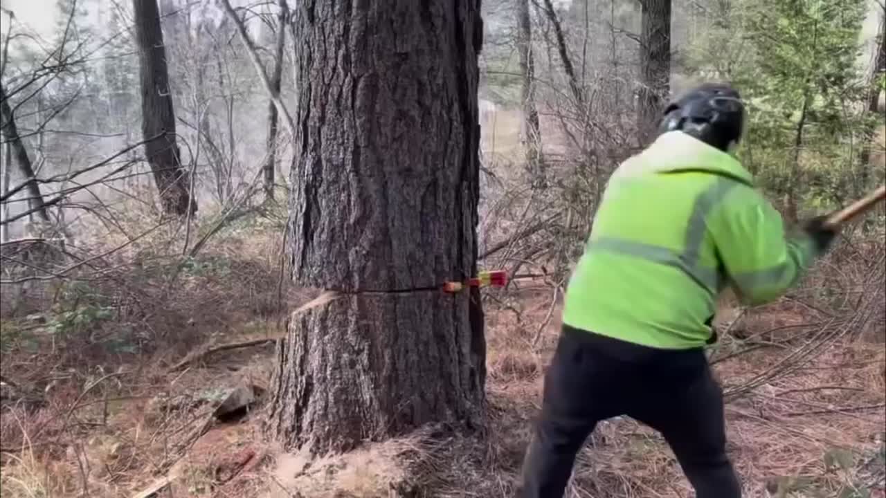 Tree Pro Tree Service Inc.