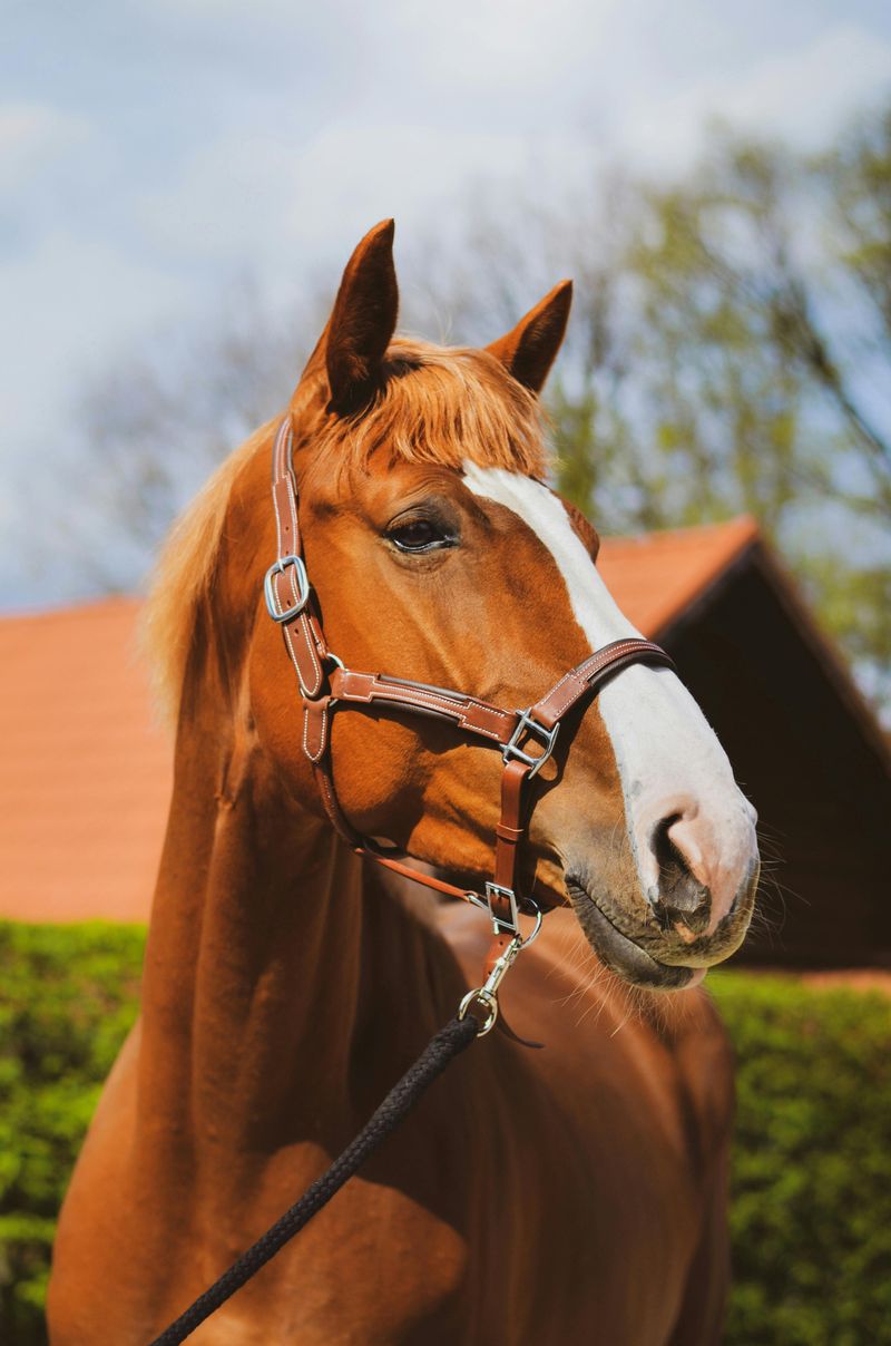 Discover the power of an increasingly popular form of coaching: equine ...