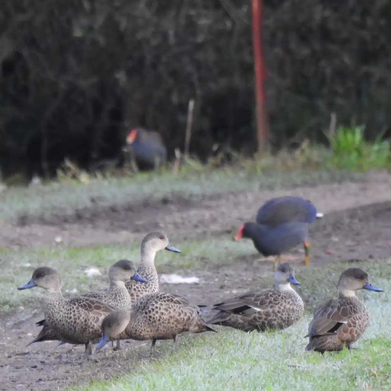 Hunter Wetlands - Birdwatching | Newcastle