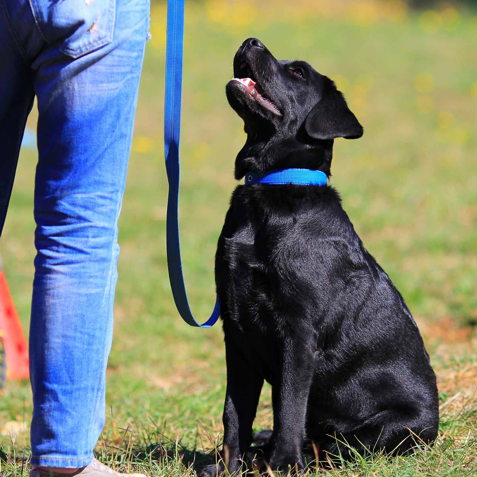 Get Started Obedience | Cochrane and Area Humane Society