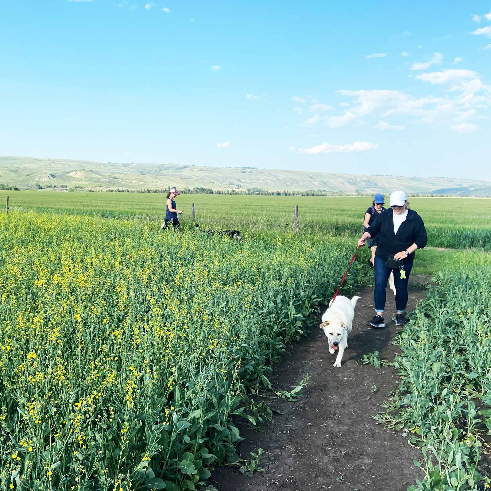 Out & About | Cochrane and Area Humane Society