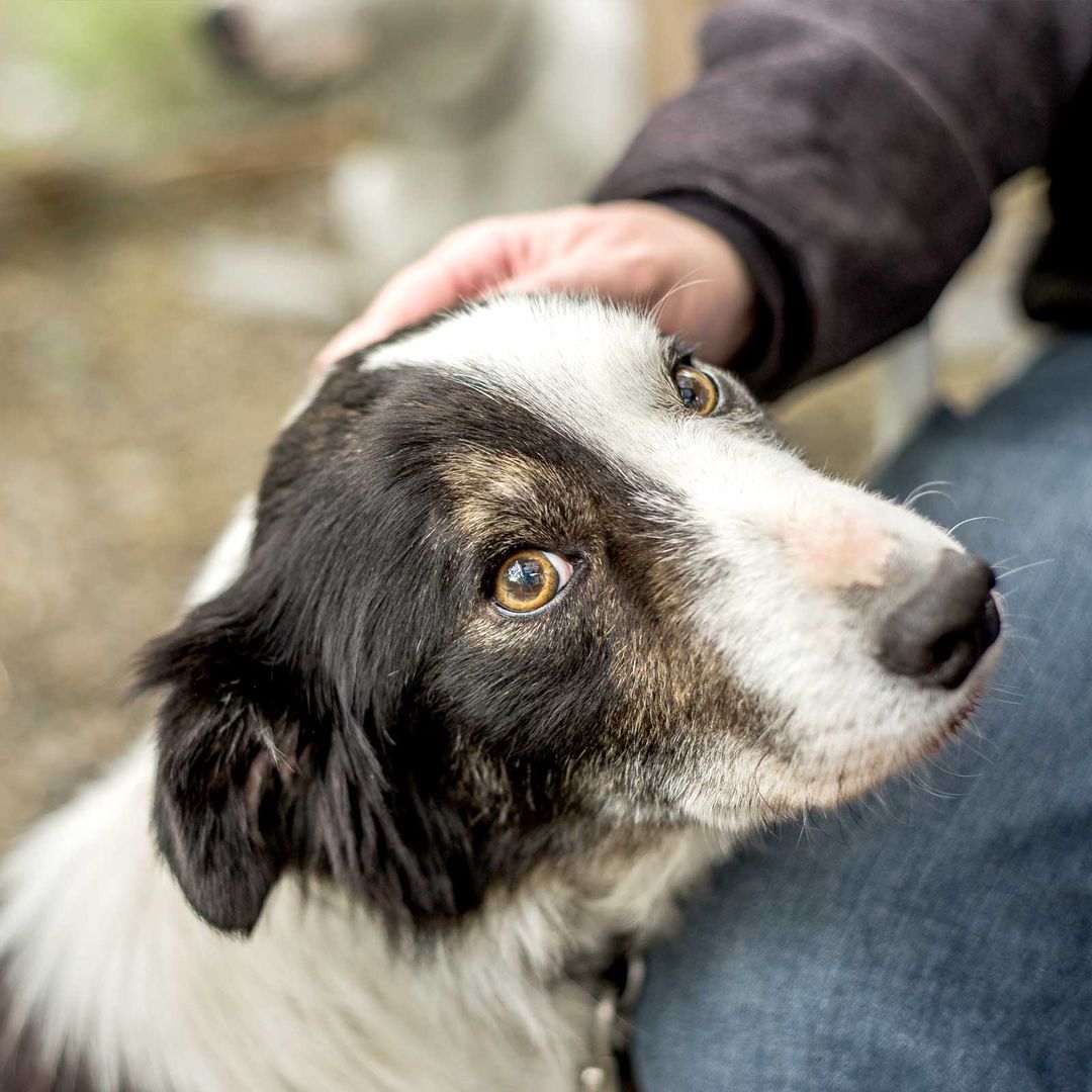 Scaredy Dog class | Cochrane and Area Humane Society