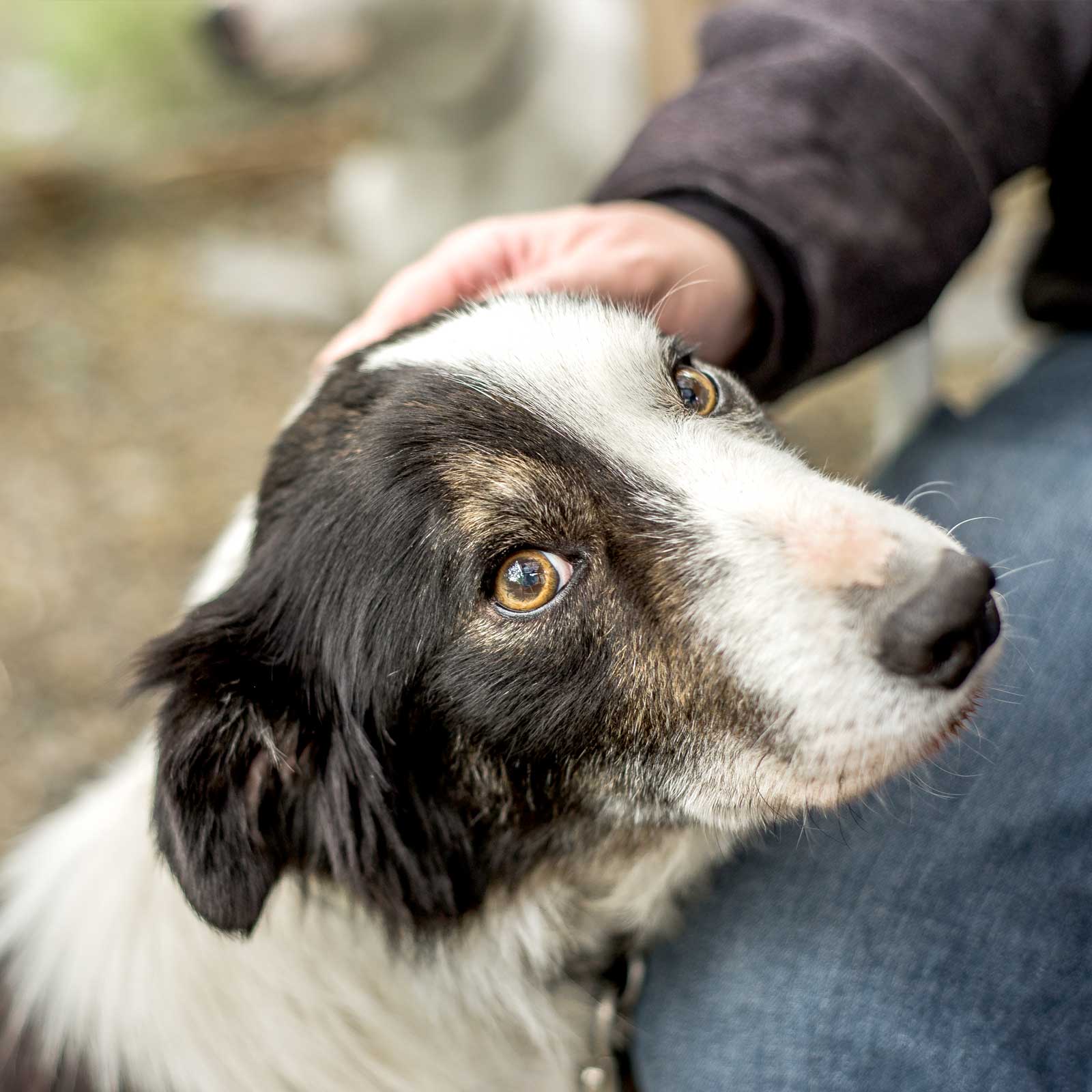 Scaredy Dog class | Cochrane and Area Humane Society