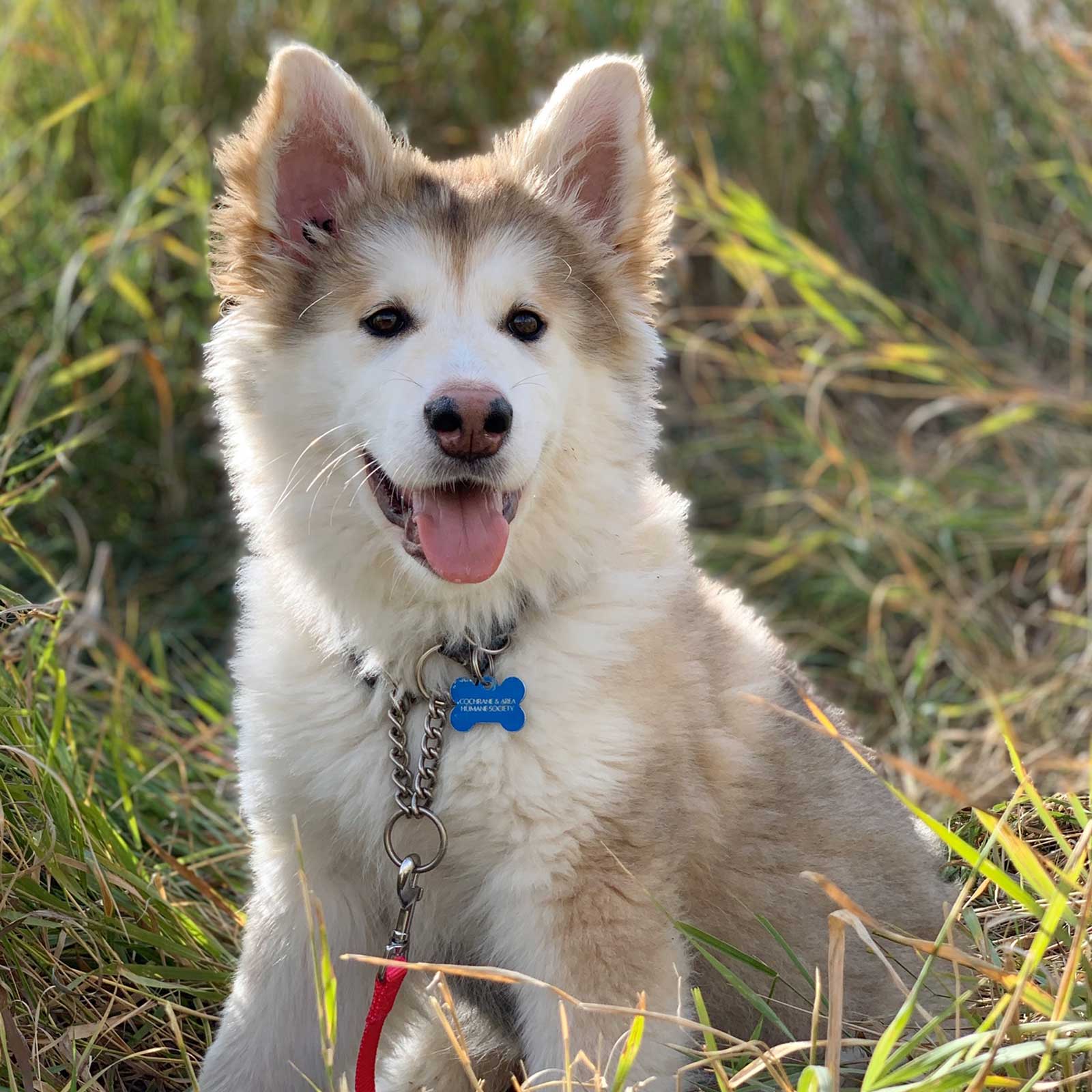 Pup Start Private Workshop Series | Cochrane and Area Humane Society