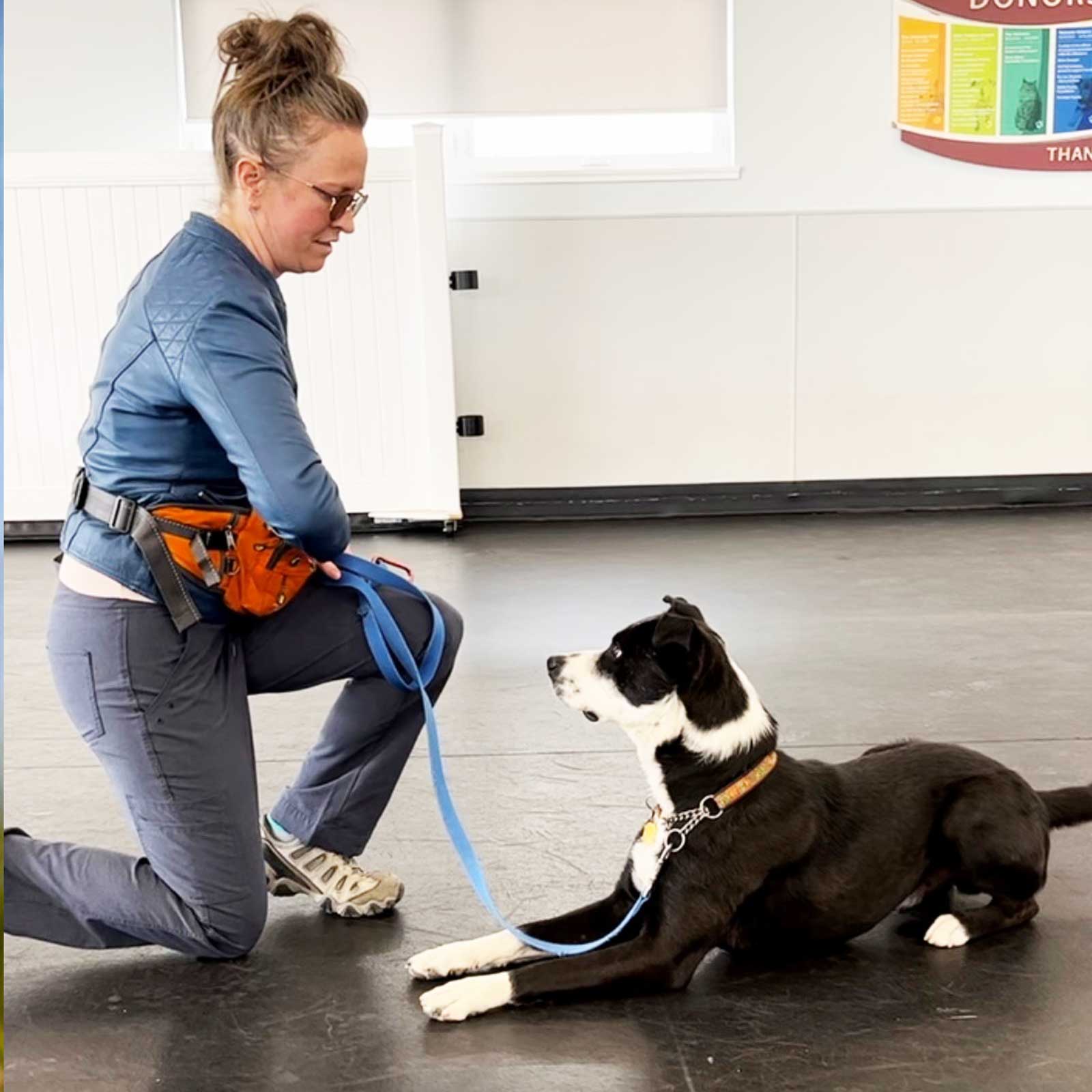 PACE - Positive Approach Canine Education | Cochrane and Area Humane ...