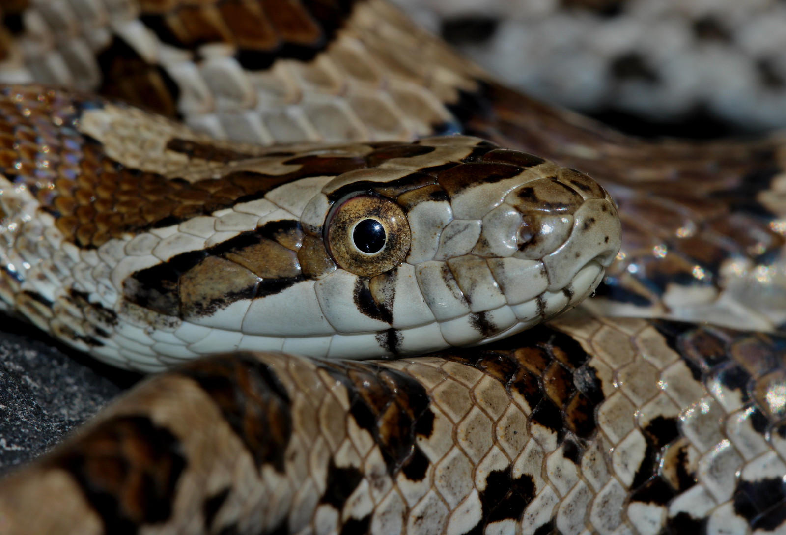 The Cave of the Hanging Snakes Quintana Roo