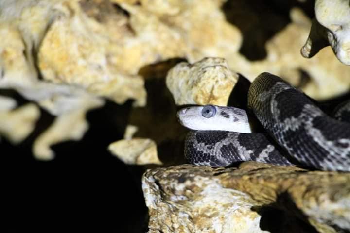The Cave of the Hanging Snakes Quintana Roo