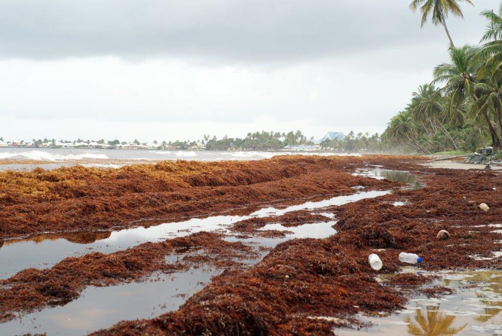 Do not panic about sargassum