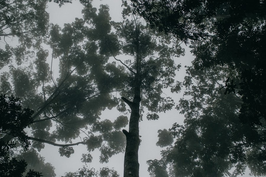 About the Enchanted Forests of Oaxaca (manual for walking in the clouds)