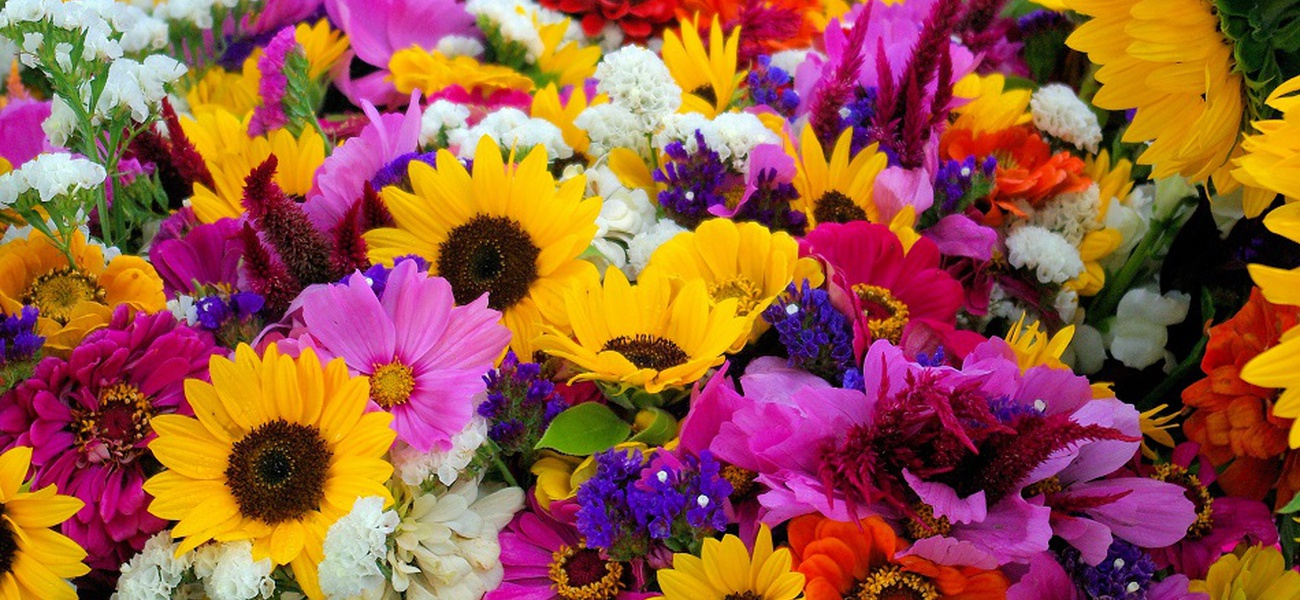 Mexican flowers: beauty and colors