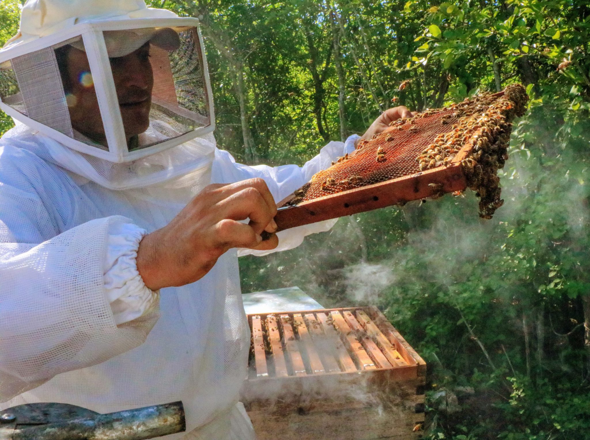 The Melipona bees and their importance in the Mayan culture