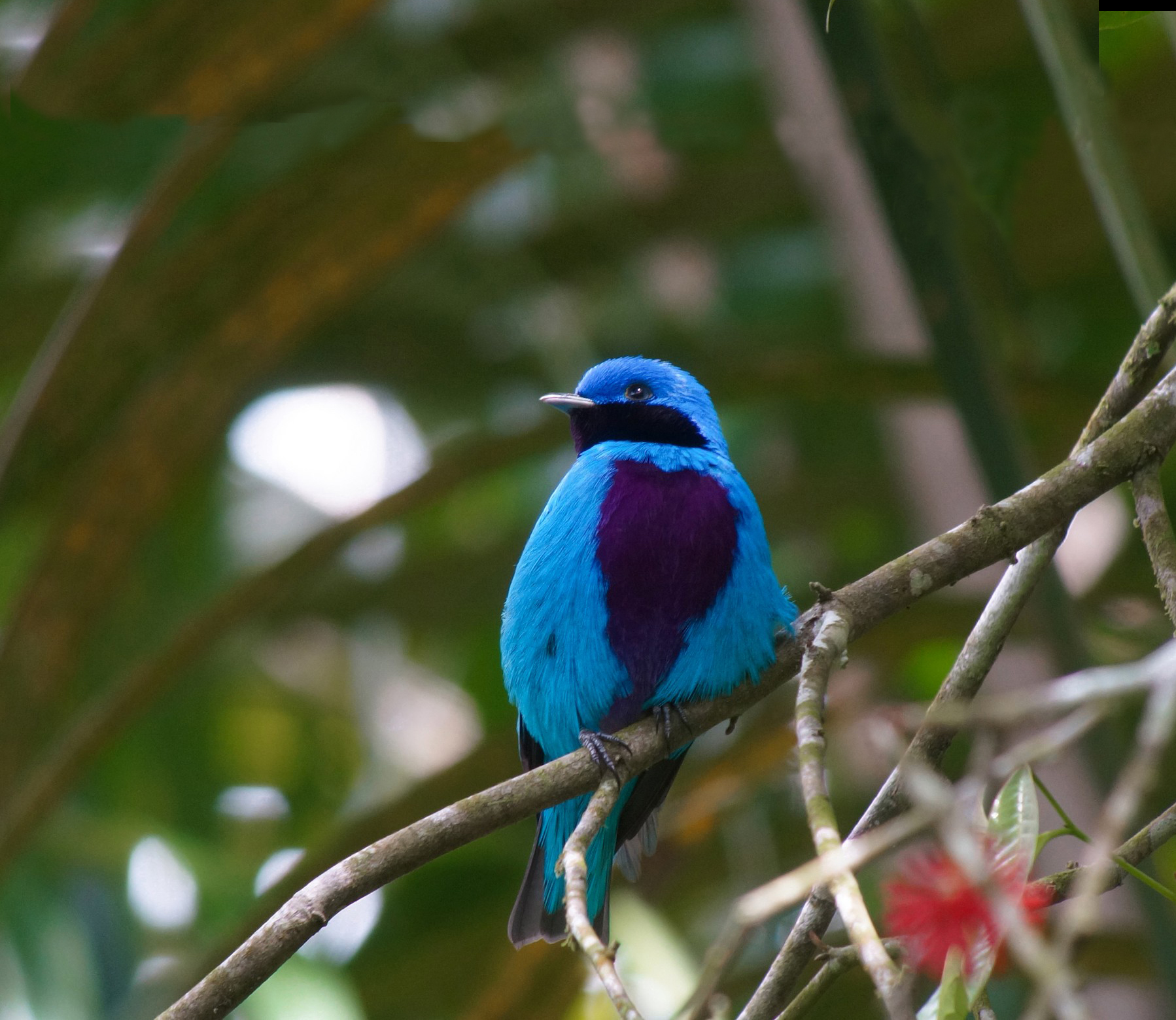 A brief (but beautiful) guide of bird watching in Mexico