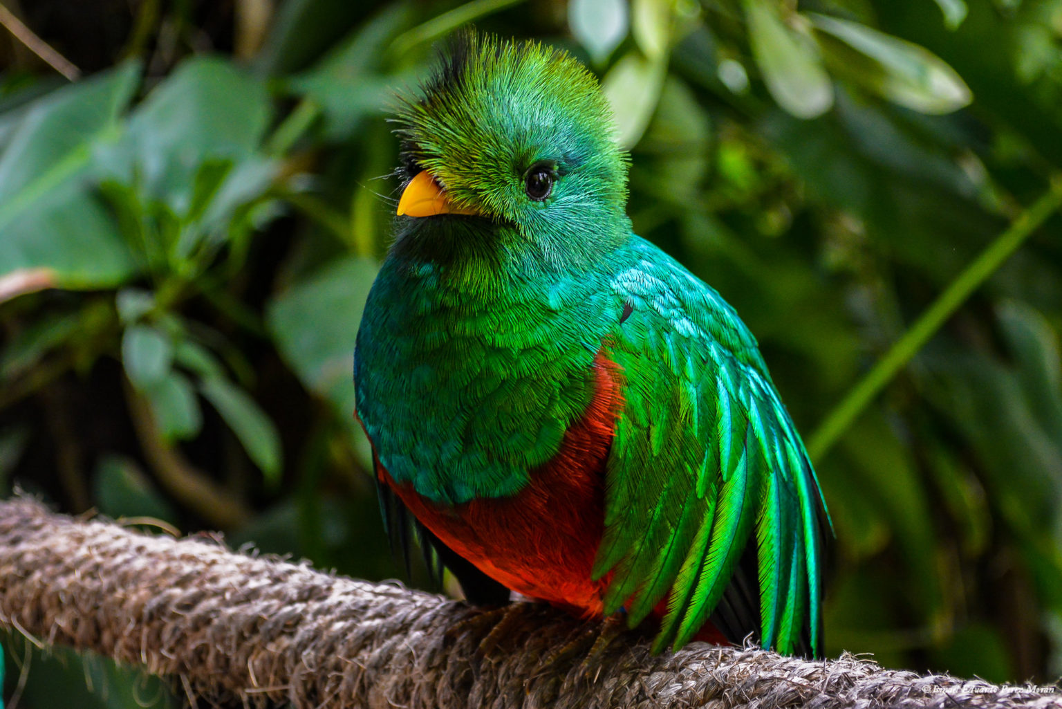 A brief (but beautiful) guide of bird watching in Mexico