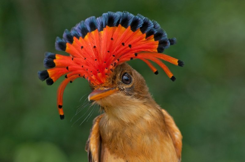 A brief (but beautiful) guide of bird watching in Mexico