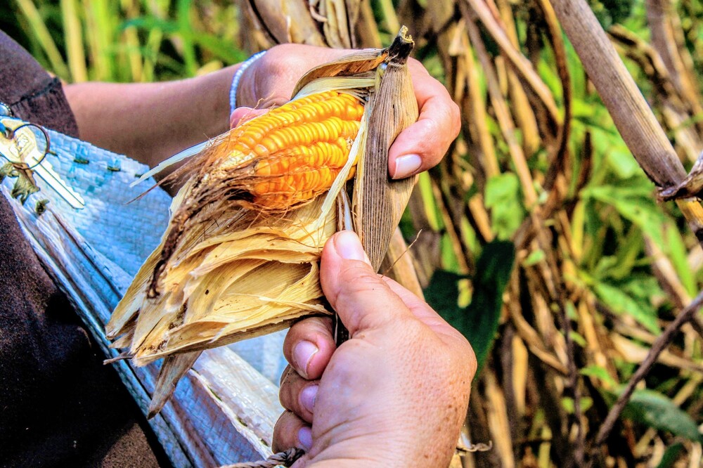 Cultivation of the Milpa: Enjoy the Ancestral Workshop