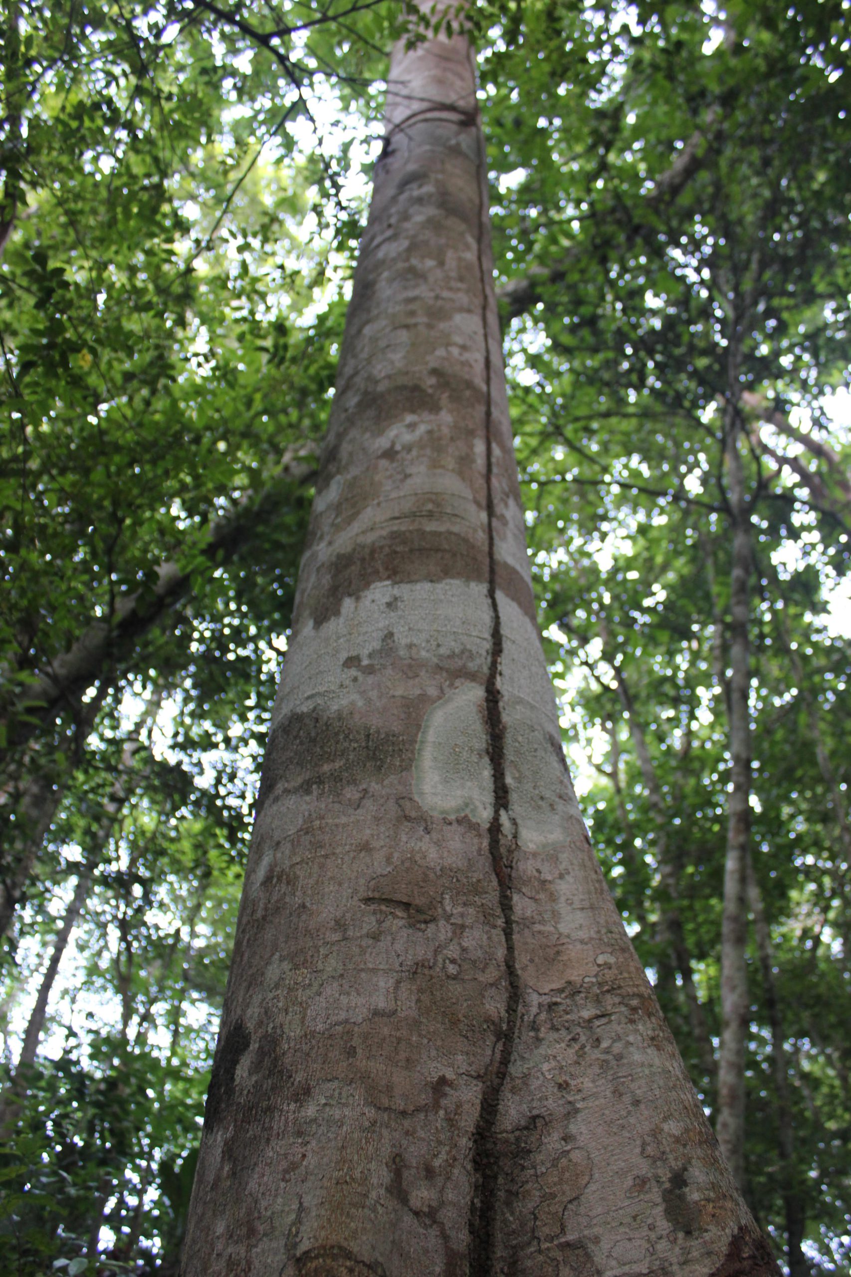 Chewing gum trekking in the maya jungle