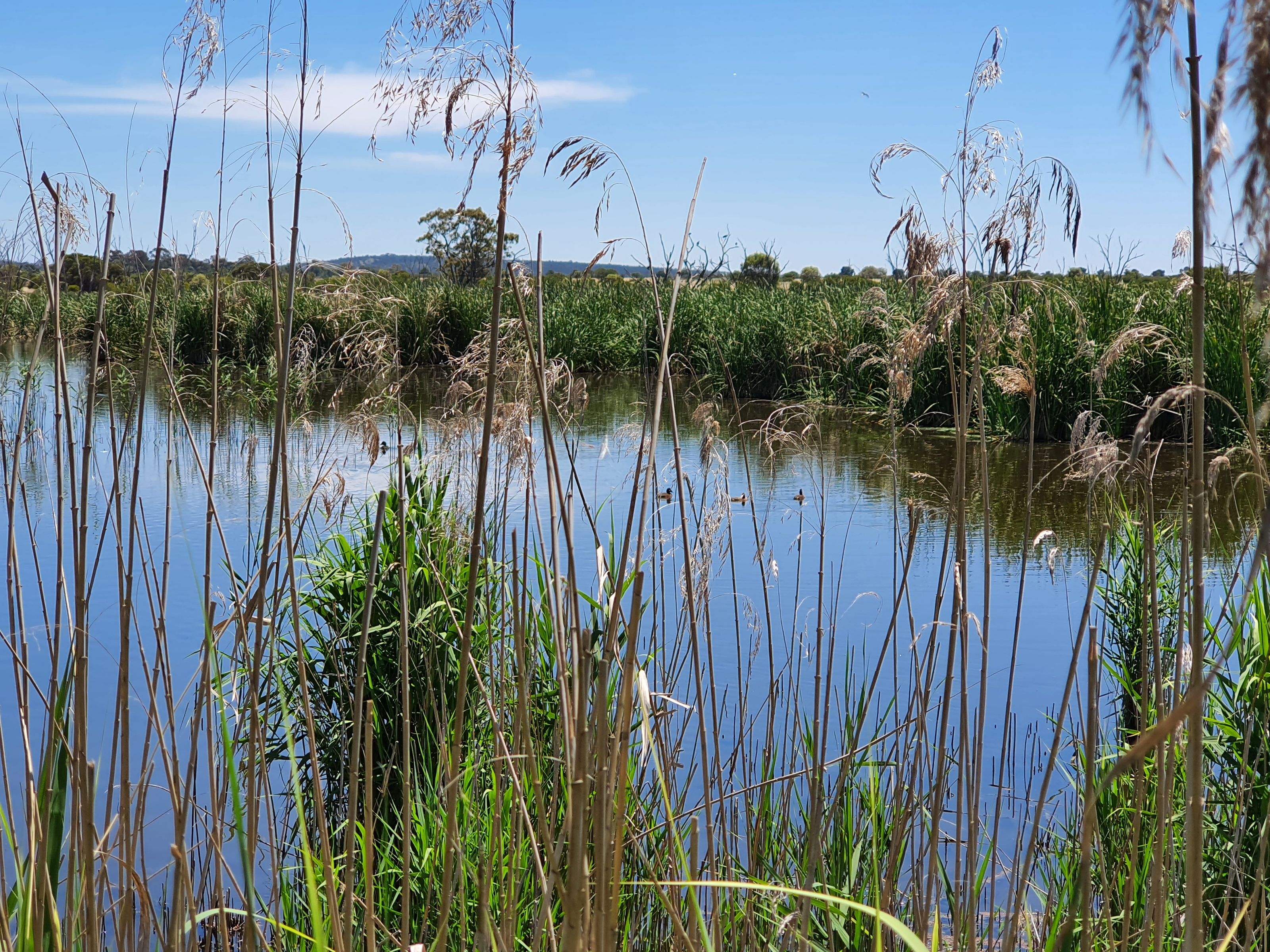 Environmental Impact Statements (EIS) in NSW: A Detailed Overview ...