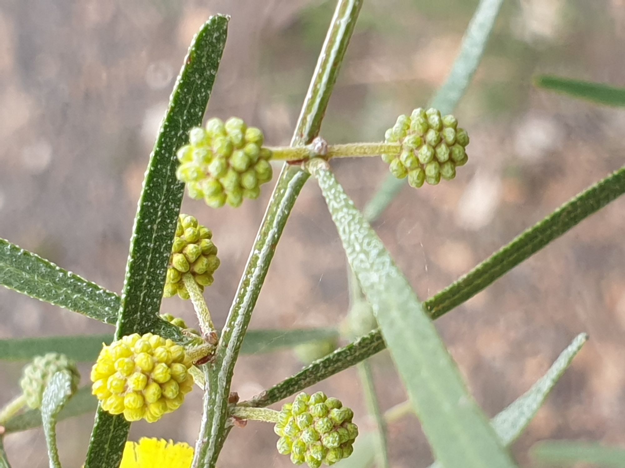 Environmental Impact Statements (EIS) in NSW: A Detailed Overview ...