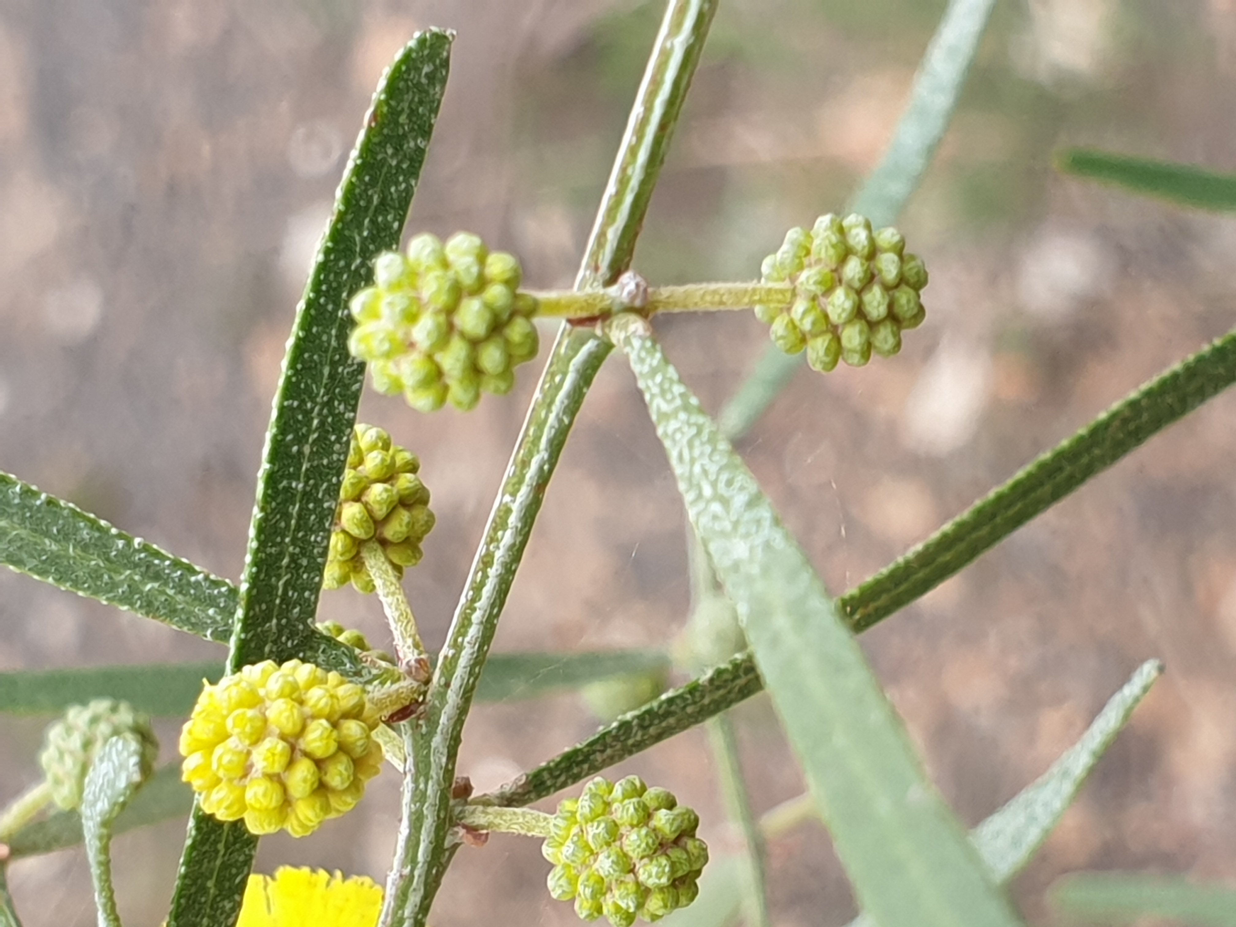 Environmental Impact Statements (EIS) in NSW: A Detailed Overview ...