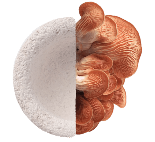 Ecoroots - Materials Made From Mycelium