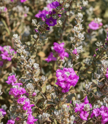 9 Low Maintenance Texas Landscape Ideas For Any Budget