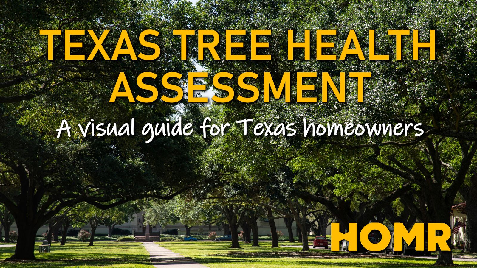 Free Texas Tree Health Assessment Checklist