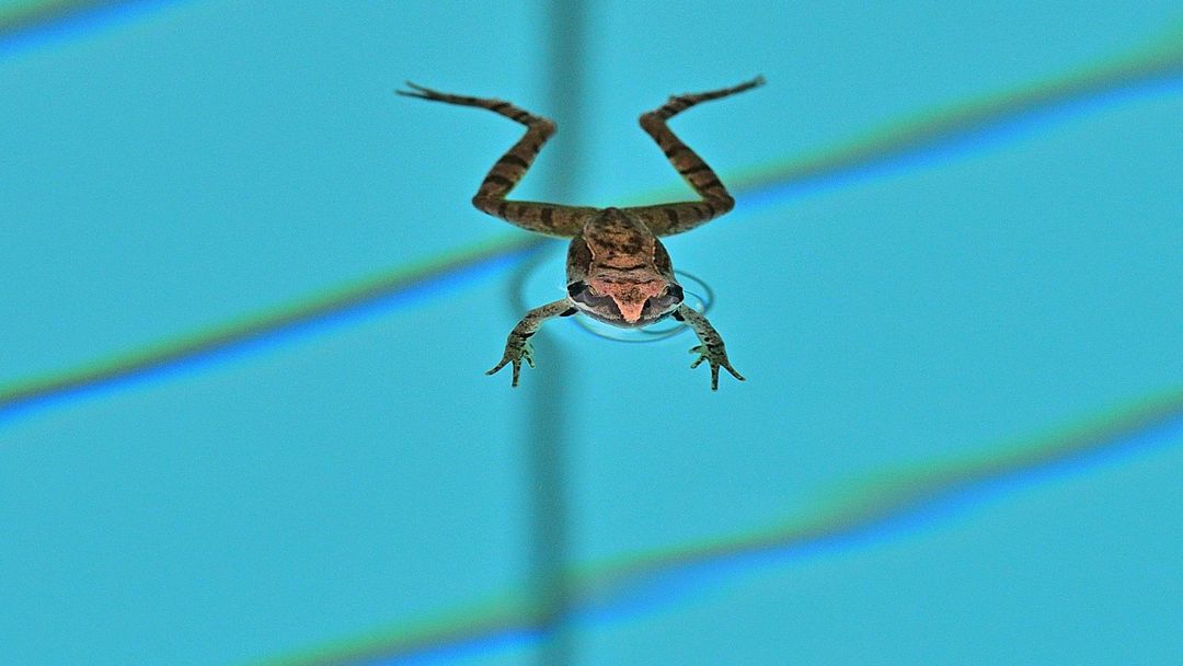 The Art of Leapfrogging