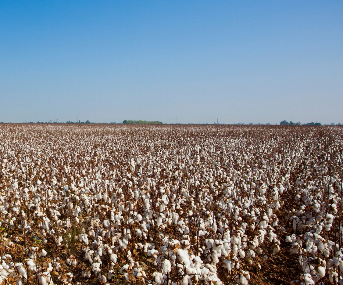 SIERRA | Textile Raw Materials