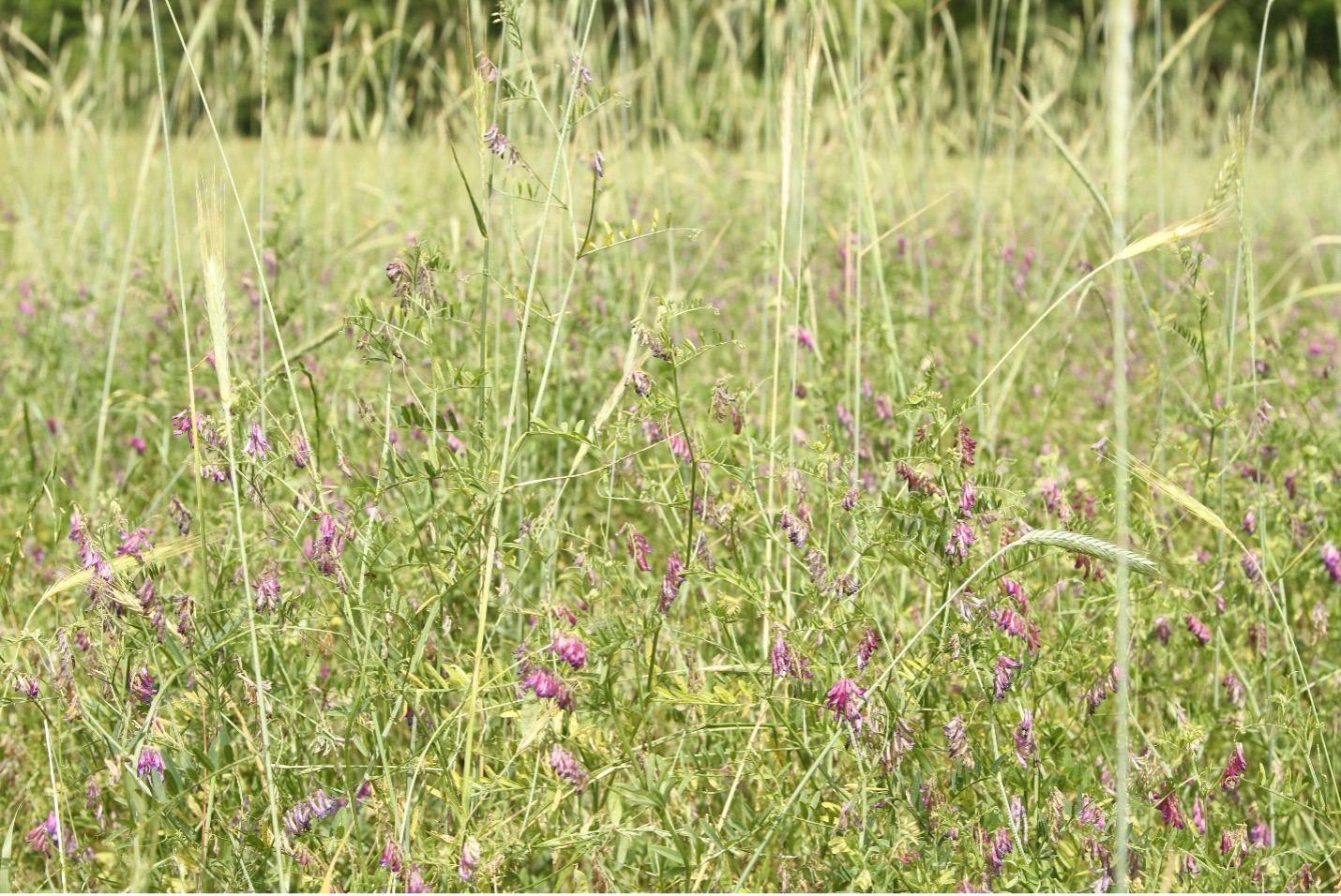 5 Reasons Why Cover Crops are Revolutionizing Farming in South Carolina ...