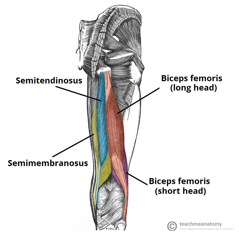Understanding Hamstring Strains & Injury: Rehabilitation and Prevention ...