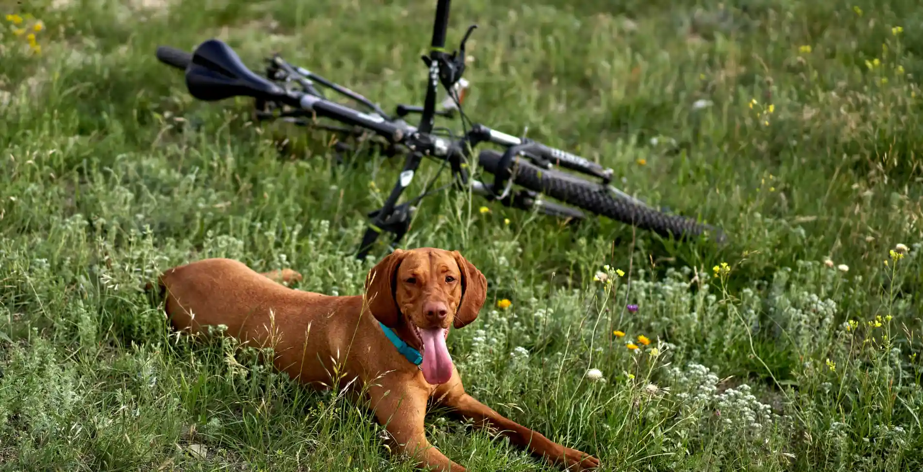 The Ultimate Guide to Riding a Bike With a Dog - Sundays