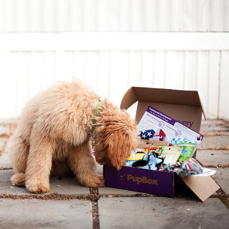 Paws and Reflect: Why Every Fur Parent Needs a Pup Box Now | Critic's ...